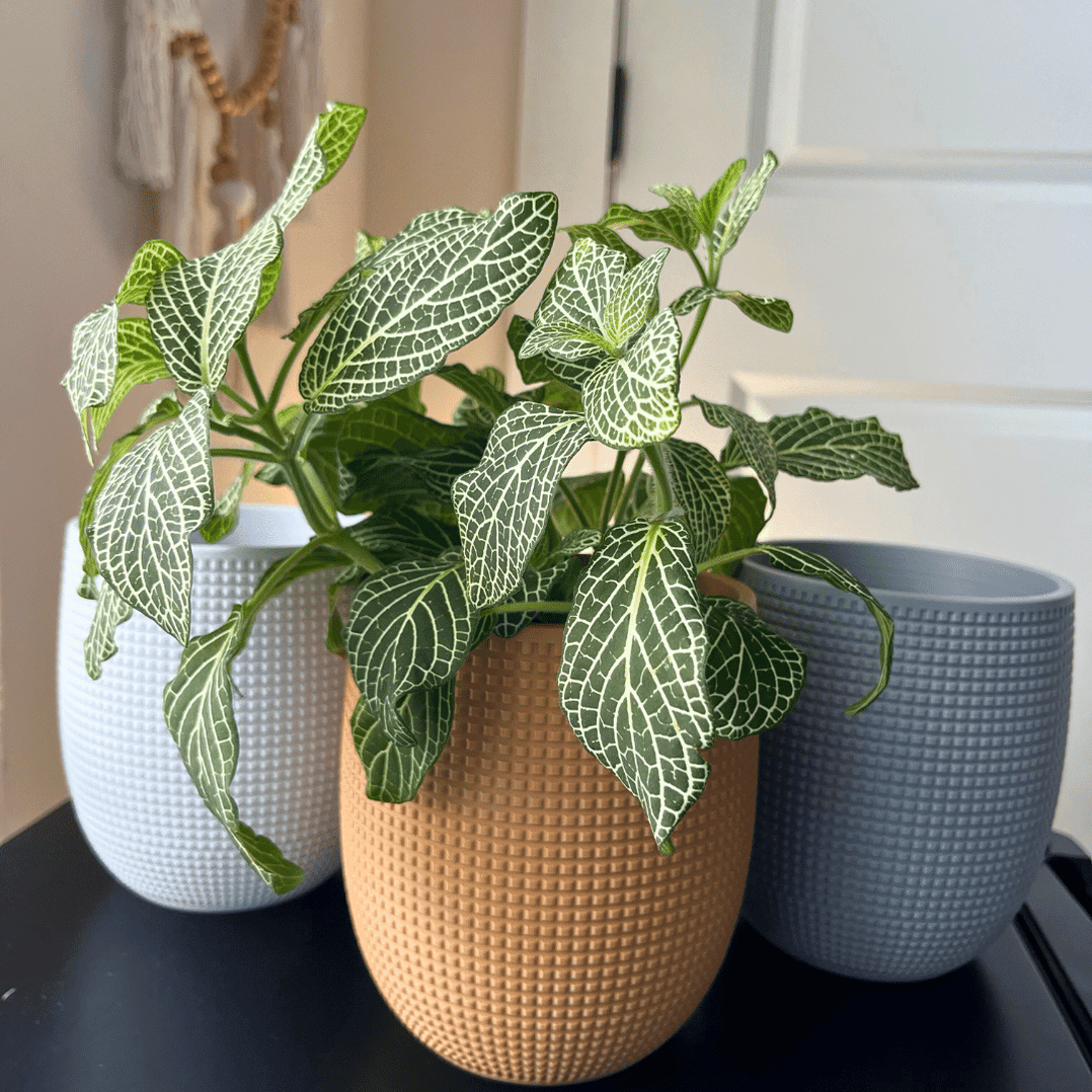 Grid Design Wall Planter with Drip Tray — Upcrafted